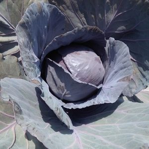 Red Cabbage Cairo – Fine Seeds International S.A.E