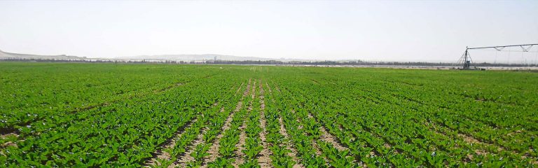 Fine Seeds International S.A.E